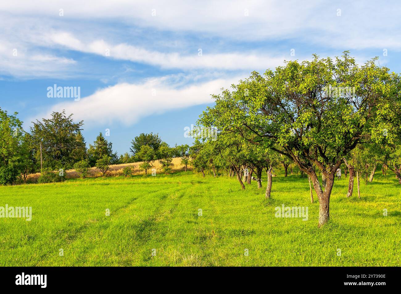 Green orchard in mountain ecological environment in summer Stock Photo ...