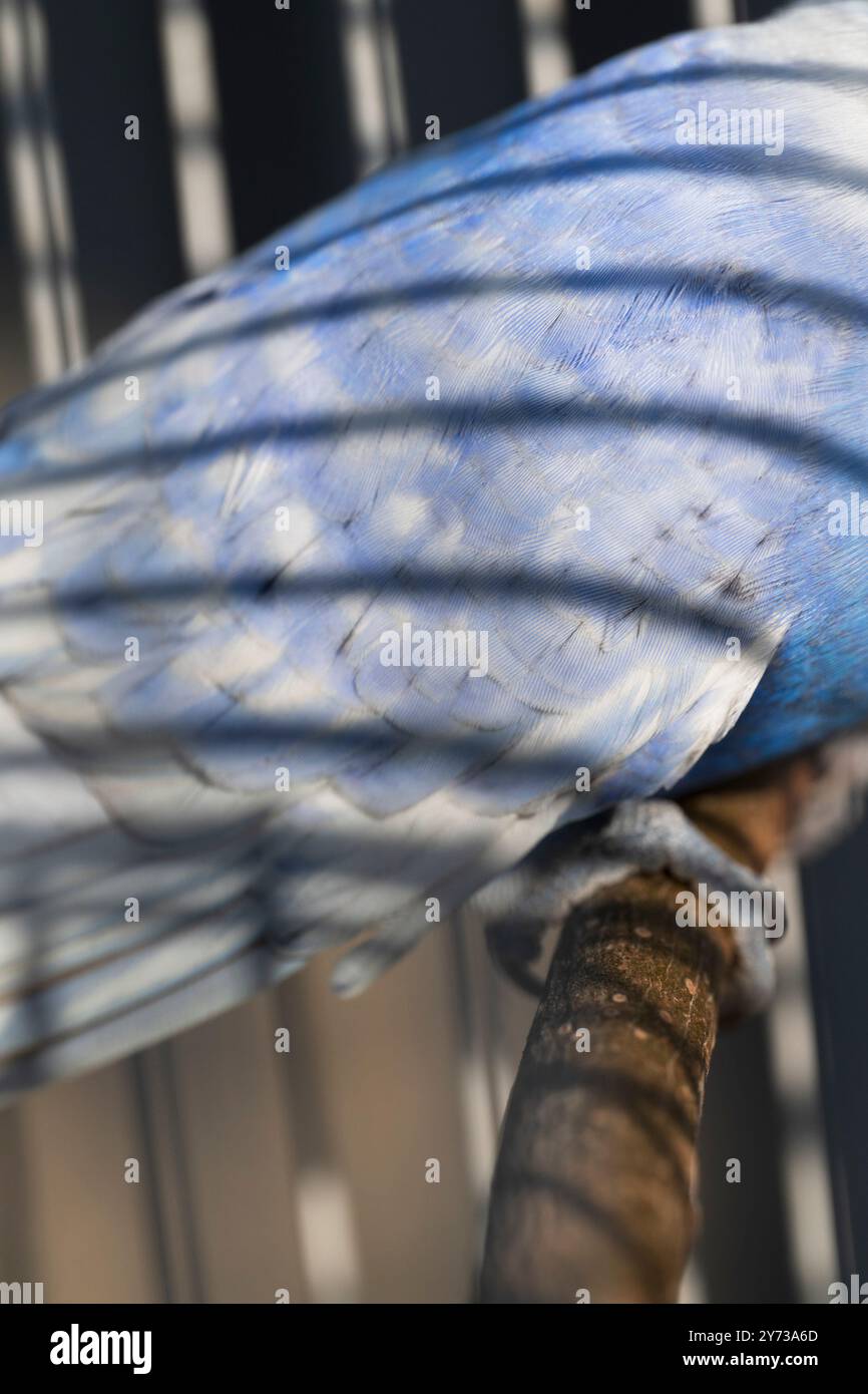 Blue and white budgie in a cage Stock Photo - Alamy