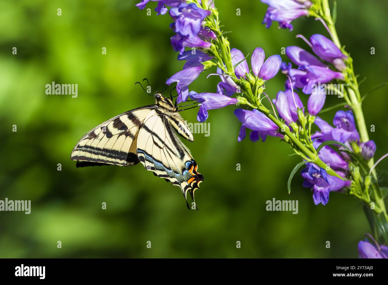 A beautiful Swallowtail butterfly visits a blooming perennial ...