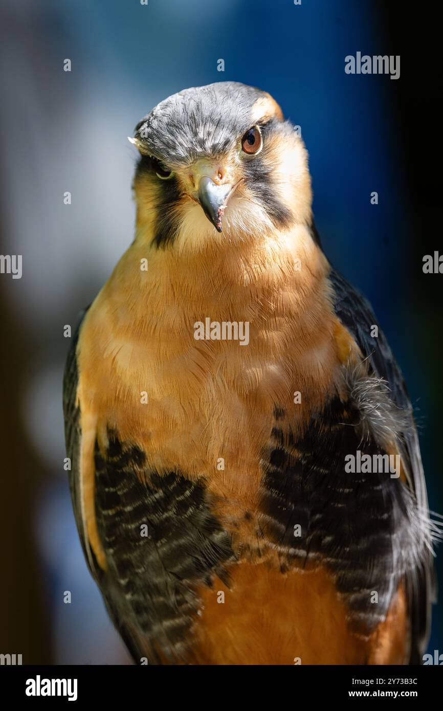Meet the kestrel, nature's silent sentinel, perched high with keen eyes ...