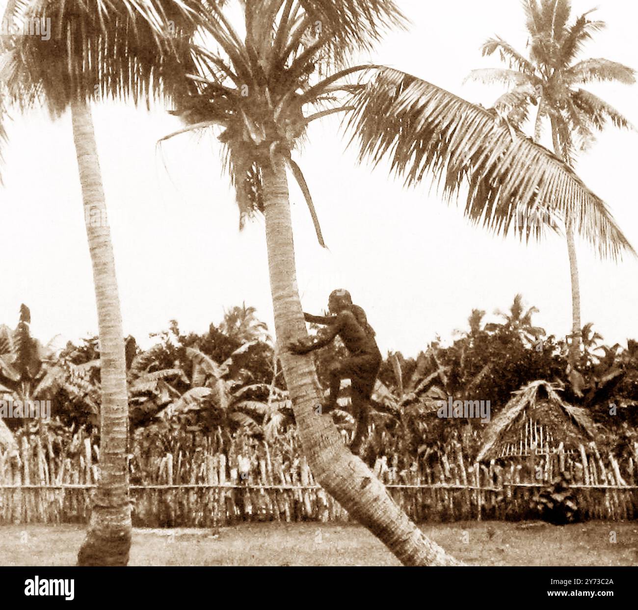 Climbing coconut palm, Tonga, Victorian period Stock Photo - Alamy