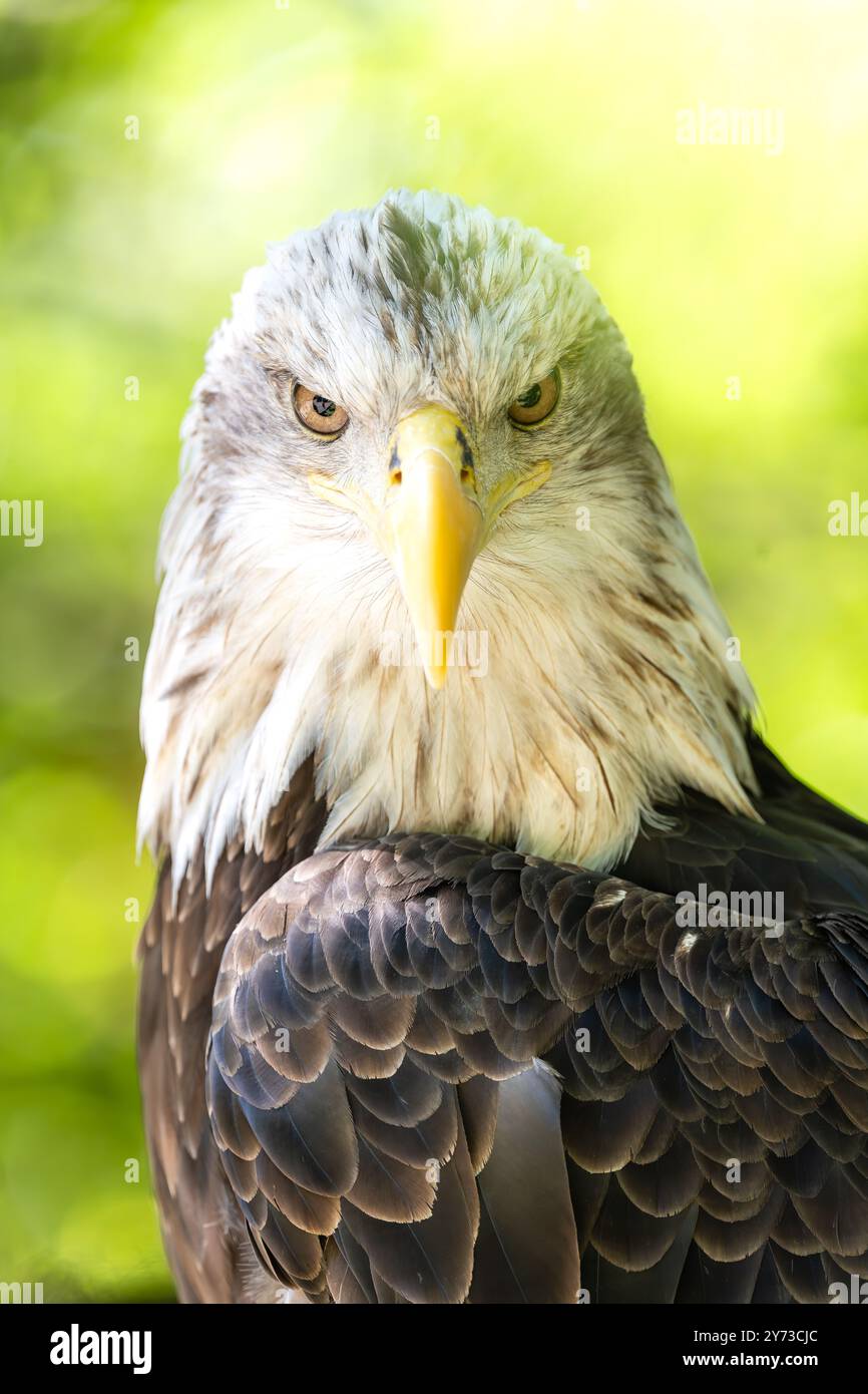 Majestic Gaze: The Bald Eagle's Watchful Eye: Experience the awe of ...