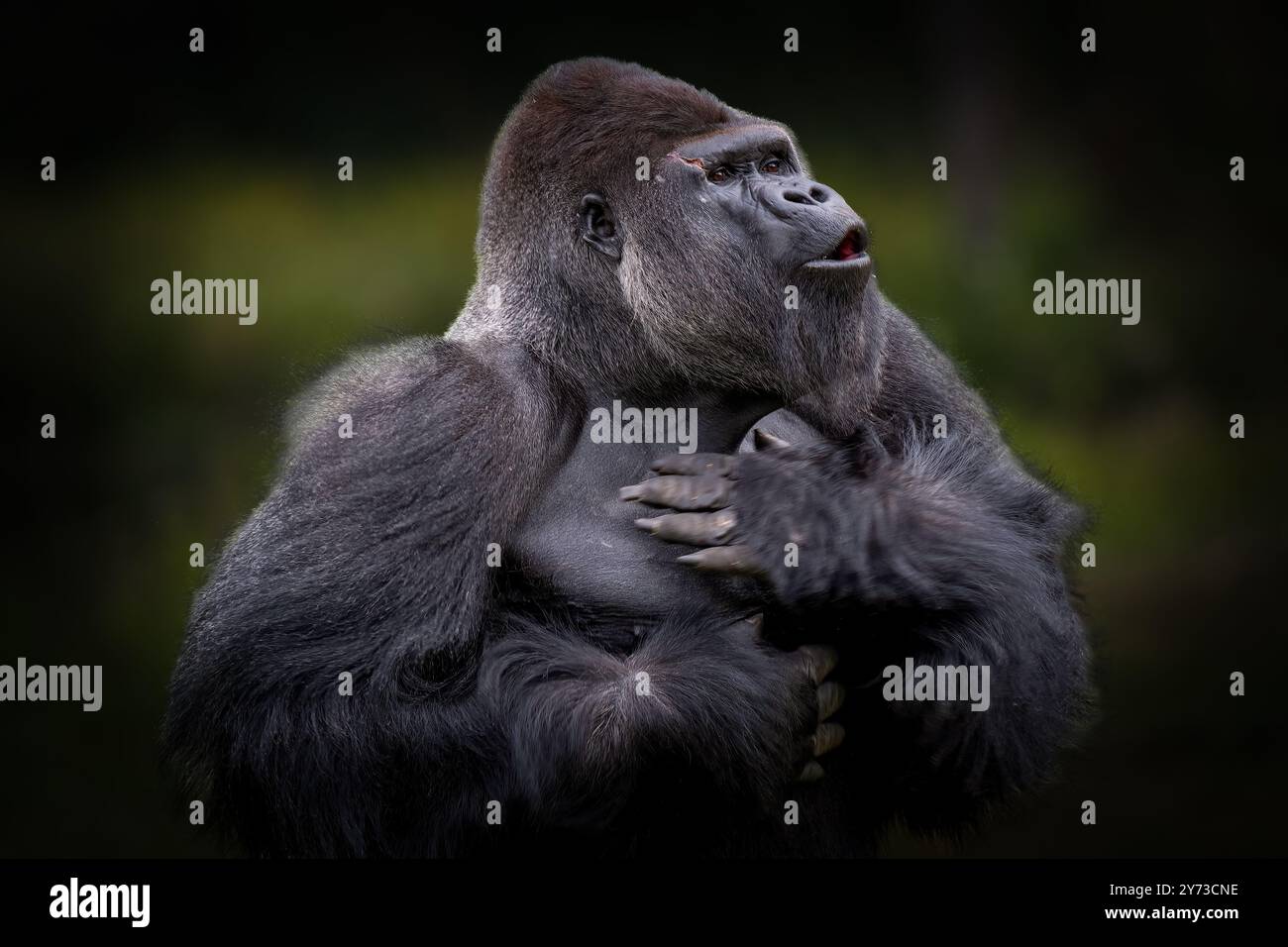A close-up of a gorilla in a natural habitat with a blurred green ...