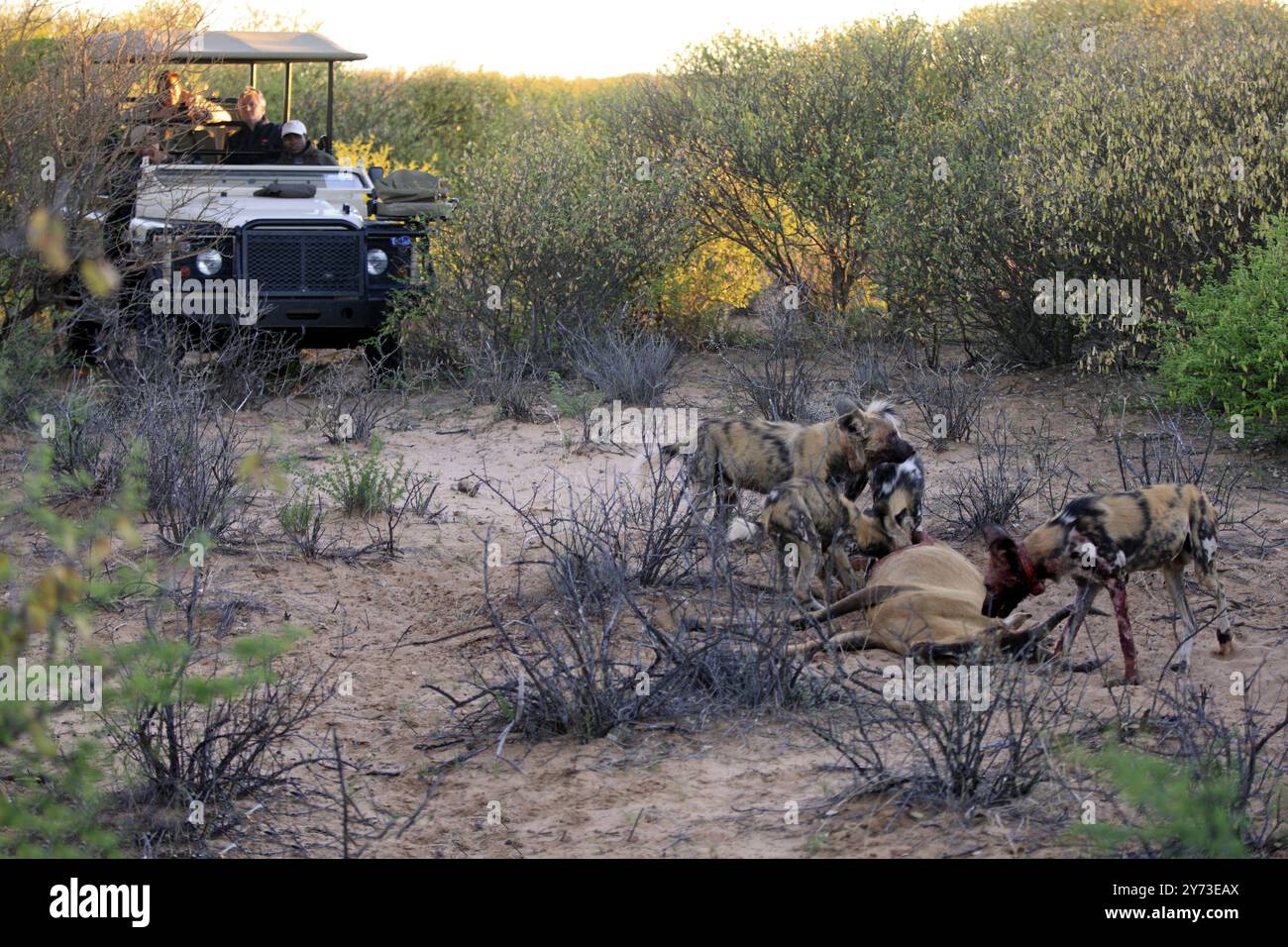 African wild dog (Lycaon pictus), group, with prey, feeding, pack ...