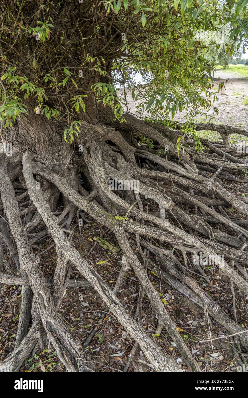 Rhine bank near Duisburg-Baerl, old silver willow, exposed roots, North ...
