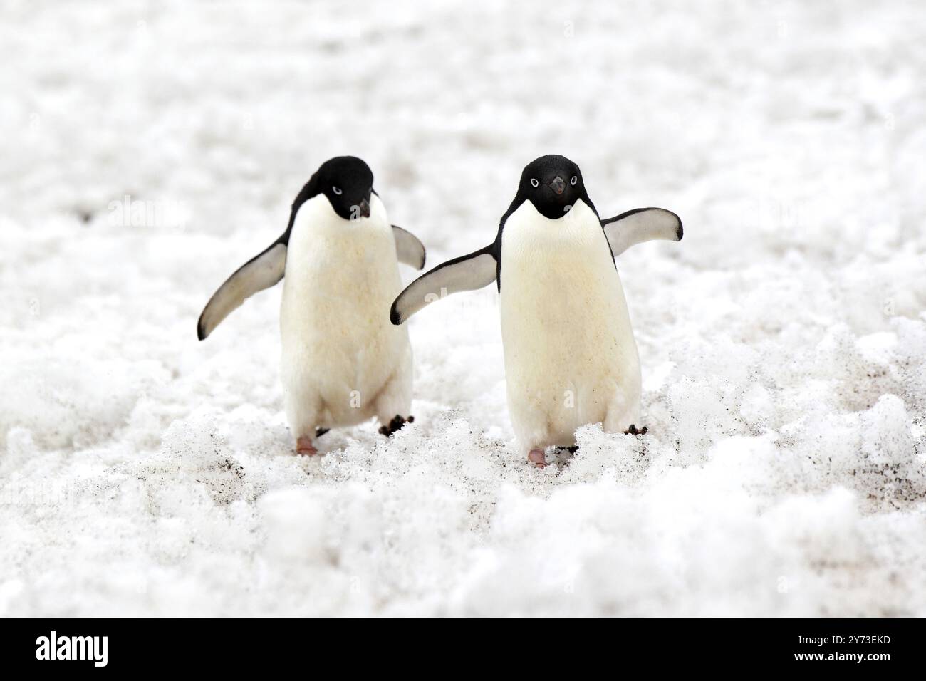 Adelie penguin (Pygoscelis adeliae), adult, snow, pair, two, penguins ...