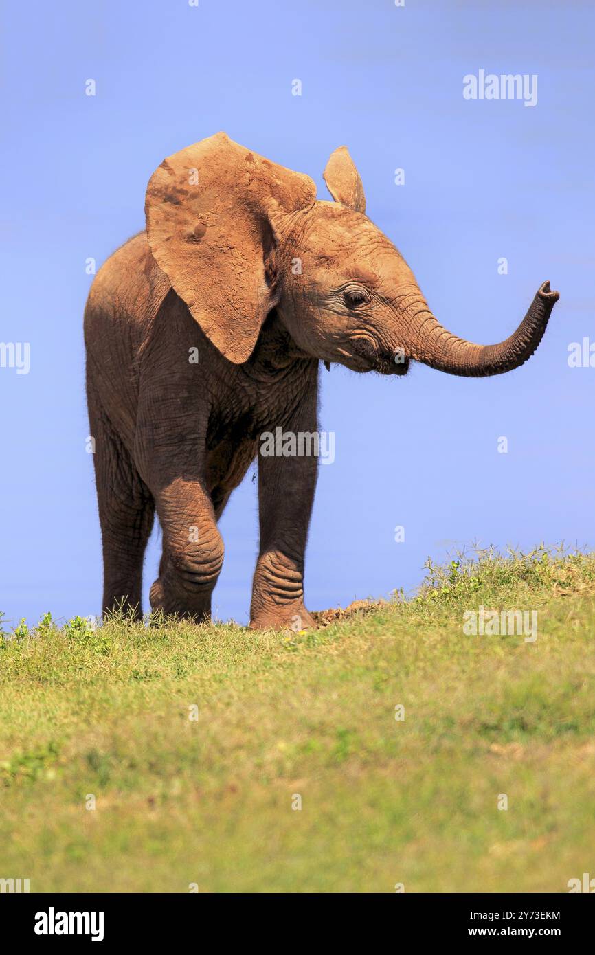 African elephant (Loxodonta africana), young animal, running, Addo ...
