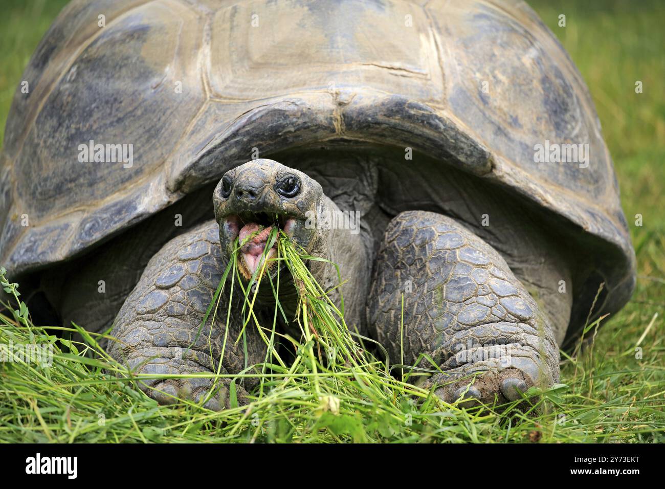 Aldabra giant tortoise, Seychelles giant tortoise (Aldabrachelys ...