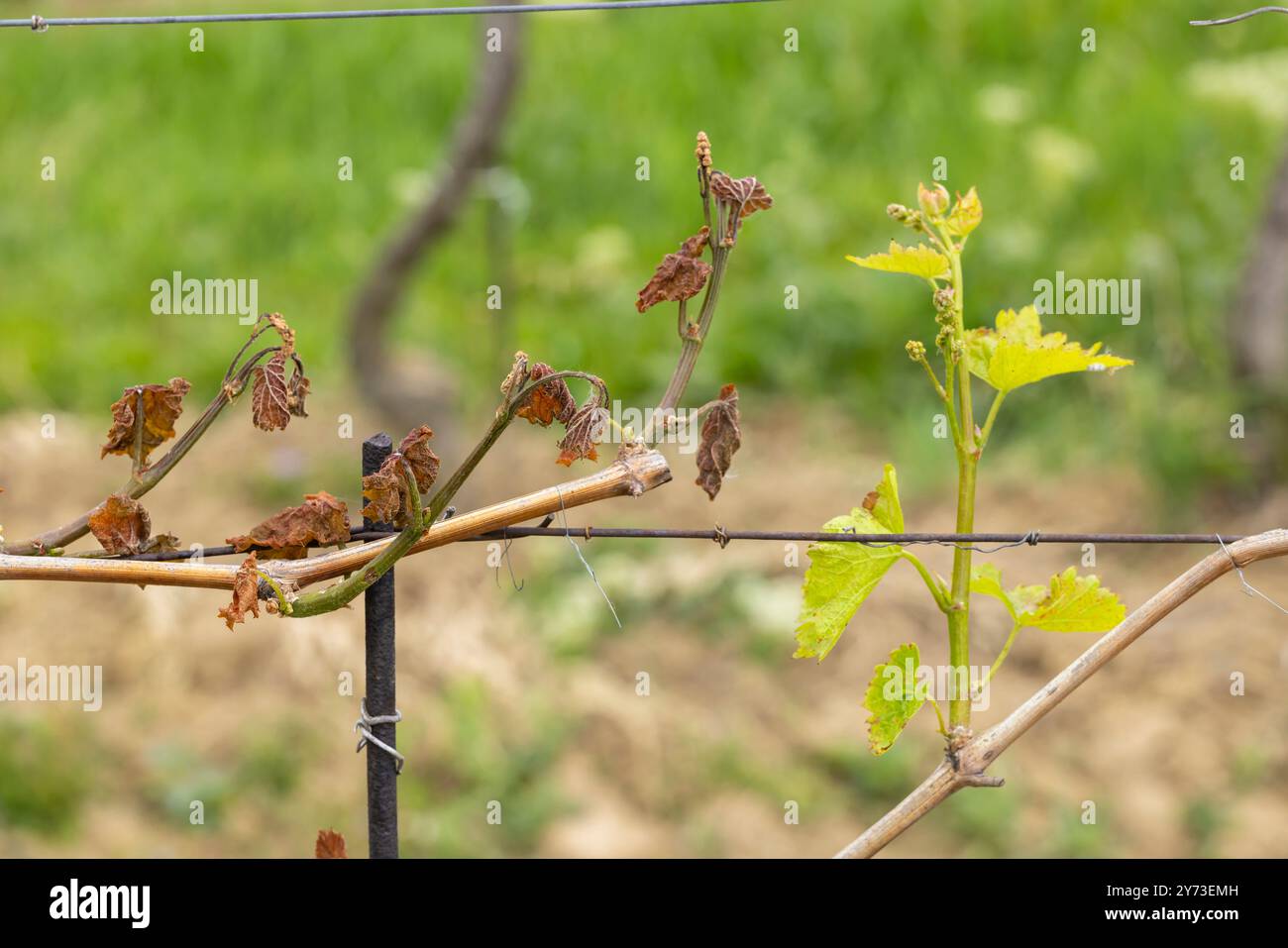 Spring vineyard damaged by heavy frost (brown parts are dead), vineyard ...