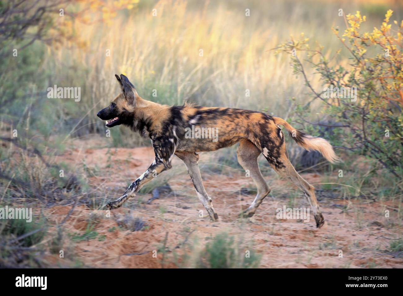 African wild dog (Lycaon pictus), adult hunting, running, Tswalu Game ...