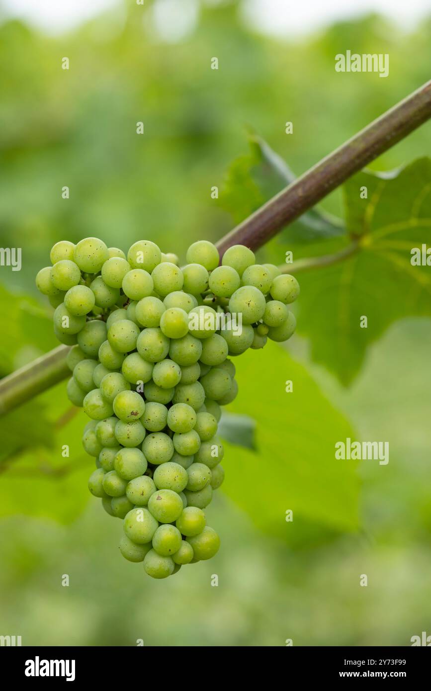 Detail grapes of the vine in the time before locking Stock Photo - Alamy