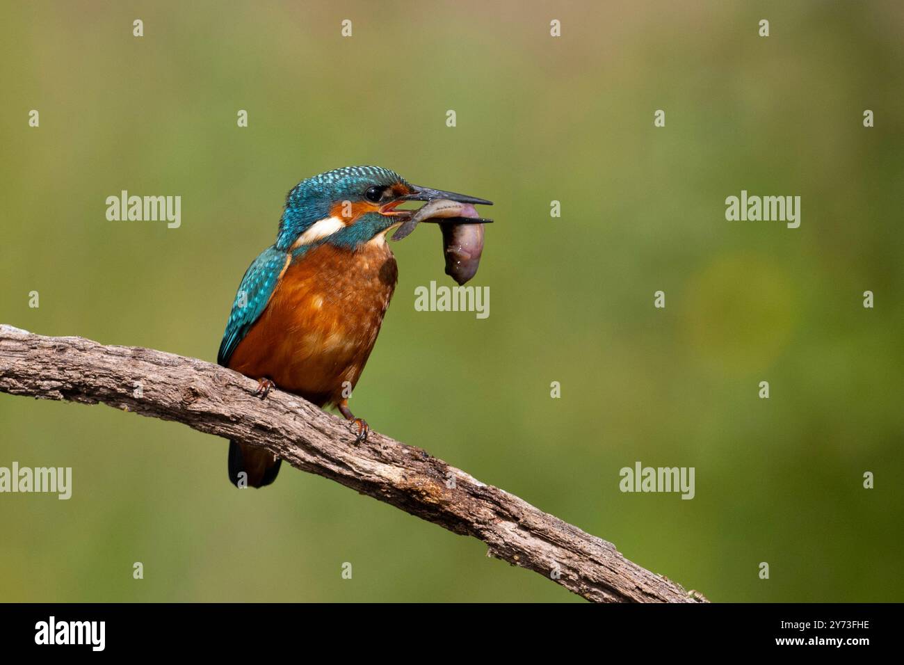Male European Kingfisher (Alcedo athis) with a Bullhead fish it has ...