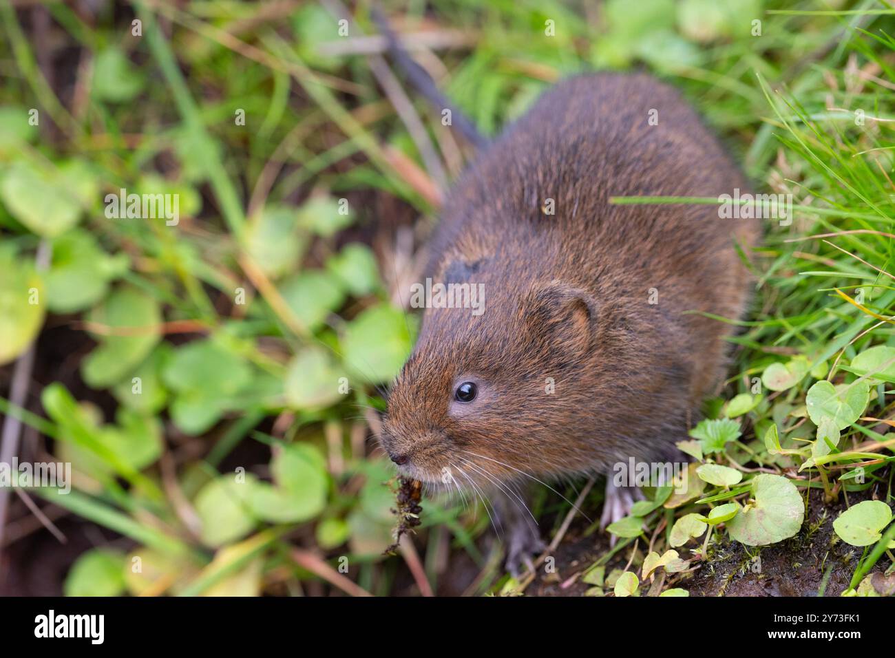 European Water Vole (Arvicola amphibius) in a stream in the Pennines in ...