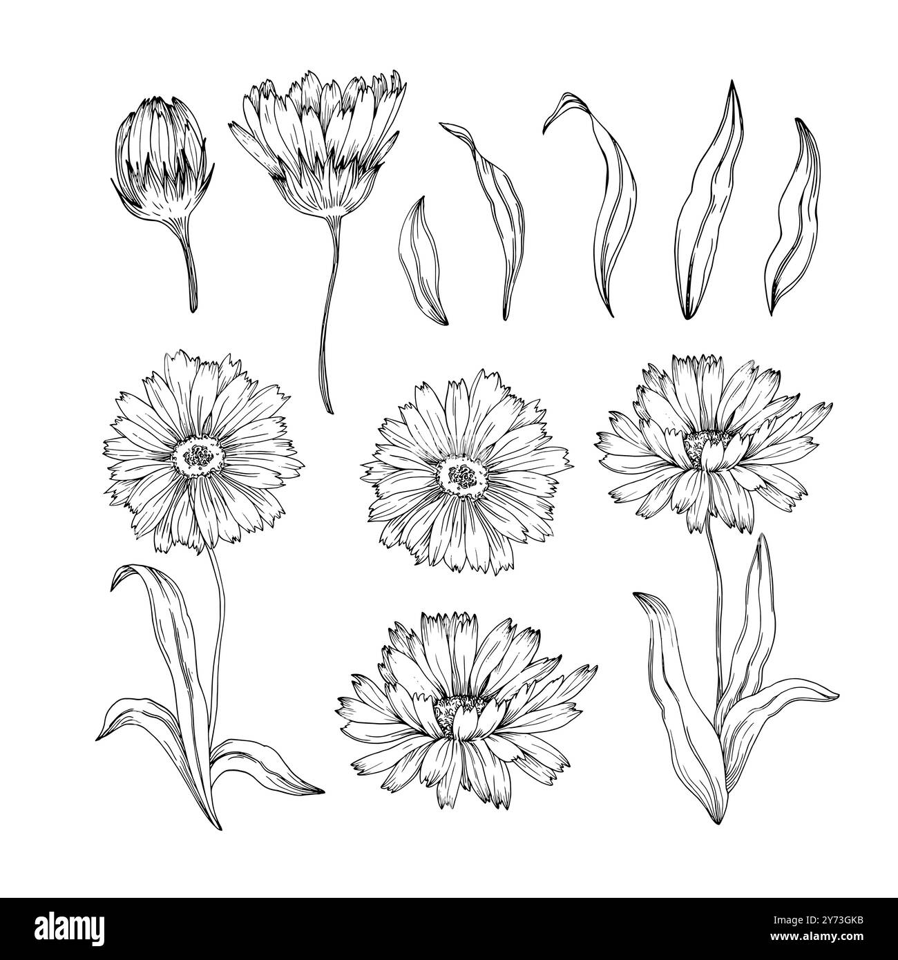 Calendula branch hand drawn sketch. Line drawn illustration on white ...