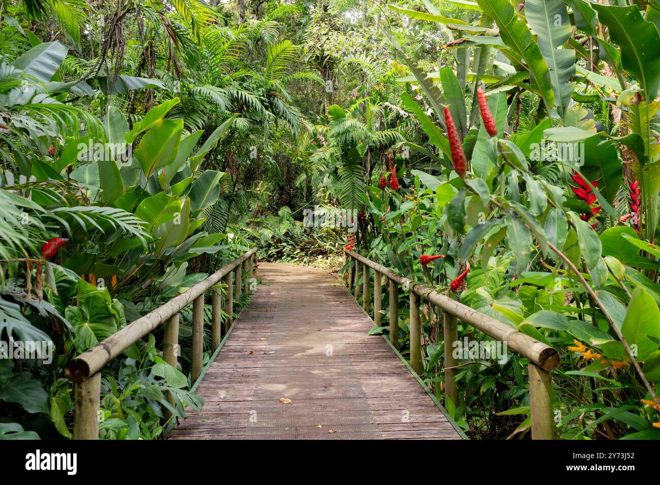 Wooden walkway amidst lush greenery in Lankester Botanical Garden ...