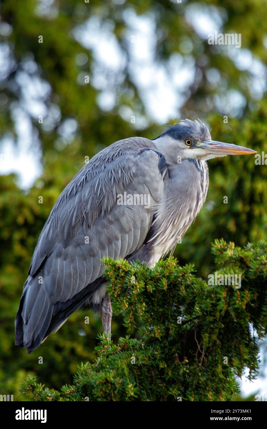 Grey heron perched in tree, known for nesting in high spots. Photo ...