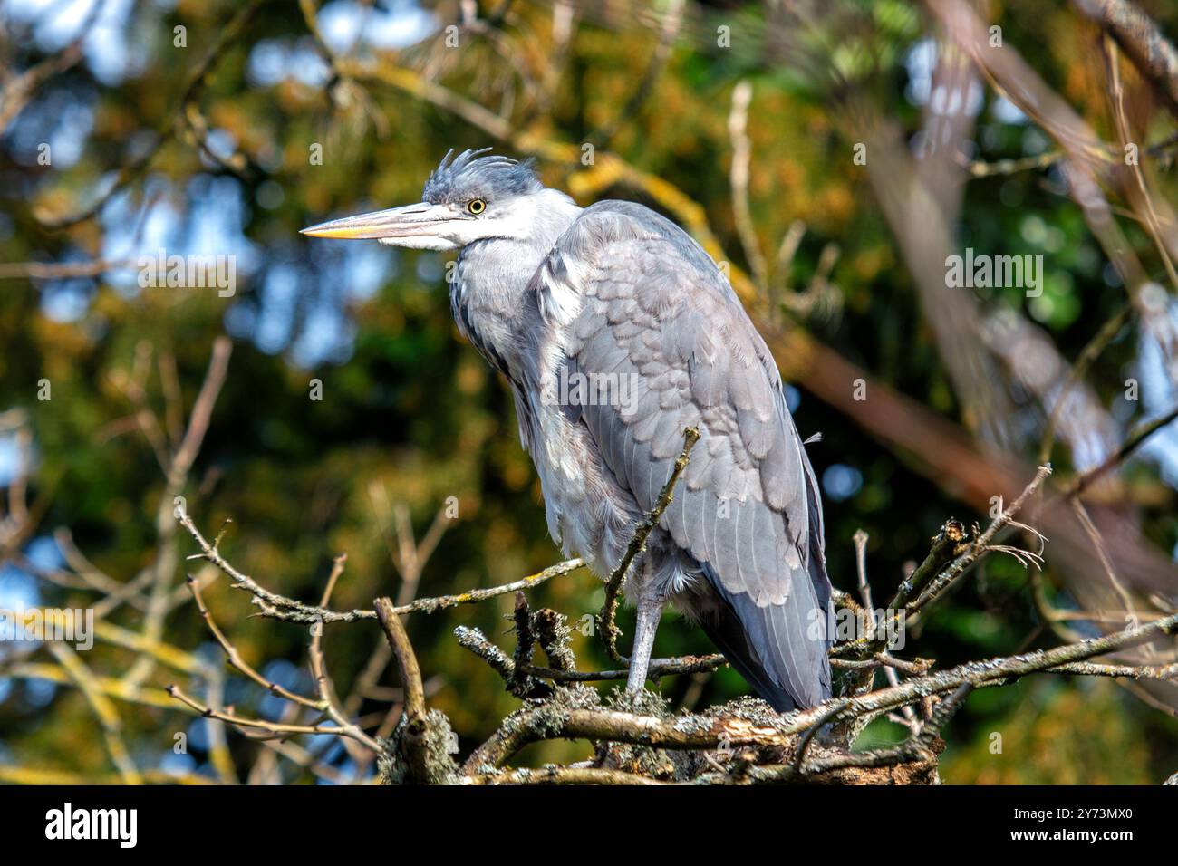 Grey heron perched in tree, known for nesting in high spots. Photo ...
