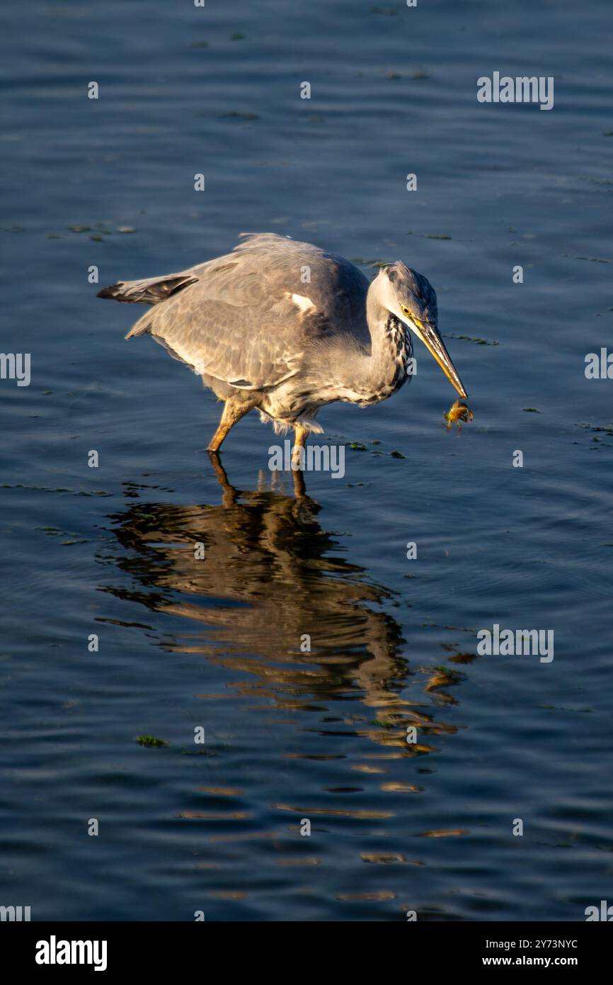 Grey heron feeds on fish, amphibians, and small mammals. This photo was ...