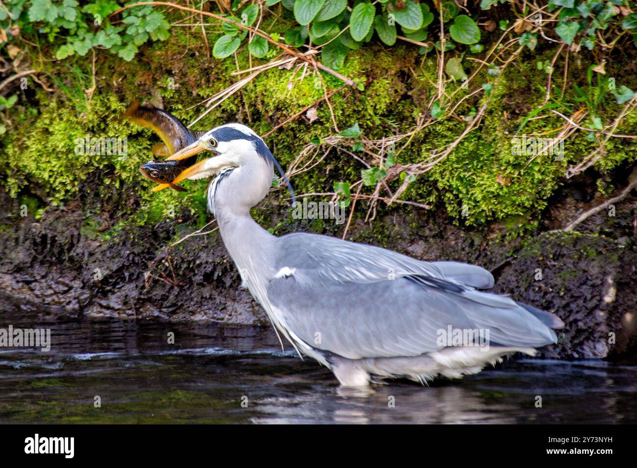 Grey heron feeds on fish, amphibians, and small mammals. This photo was ...