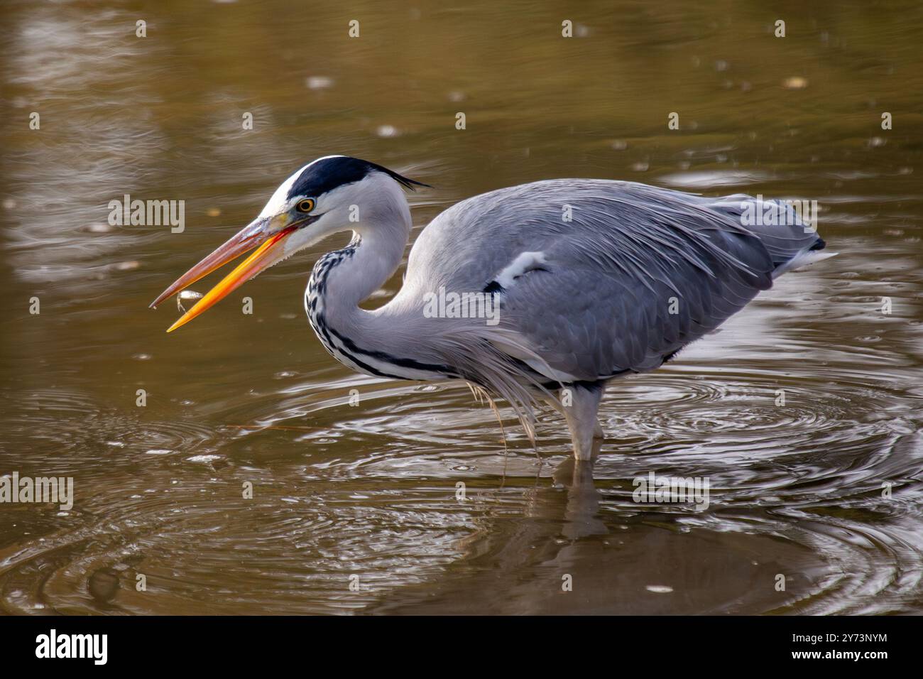 Grey heron feeds on fish, amphibians, and small mammals. This photo was ...