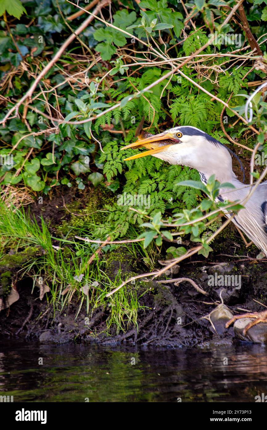 Grey heron feeds on fish, amphibians, and small mammals. This photo was ...