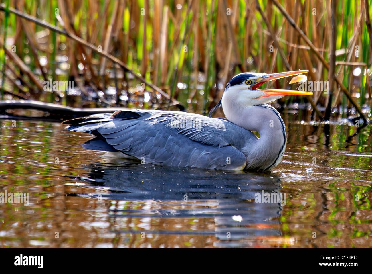 Grey heron feeds on fish, amphibians, and small mammals. This photo was ...