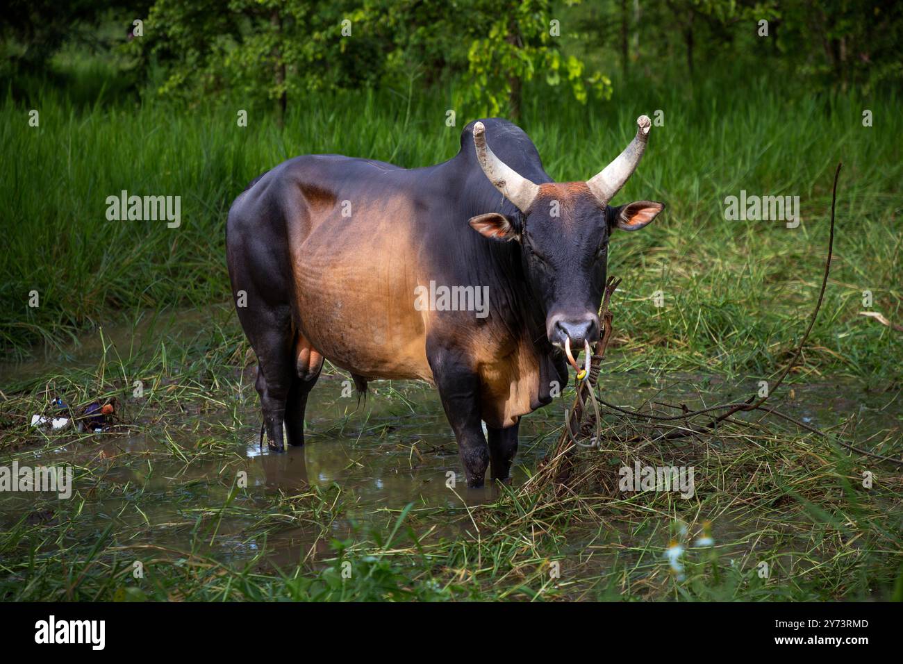 A cow is tied up in floodwaters in Saraphi District after continuous ...