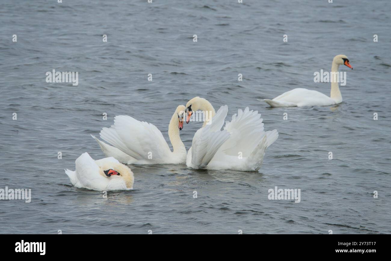 two loving swans build a heart of their necks Stock Photo - Alamy