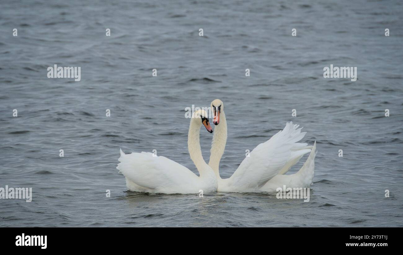 two loving swans build a heart of their necks Stock Photo - Alamy