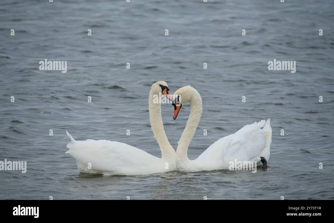 two loving swans build a heart of their necks Stock Photo - Alamy