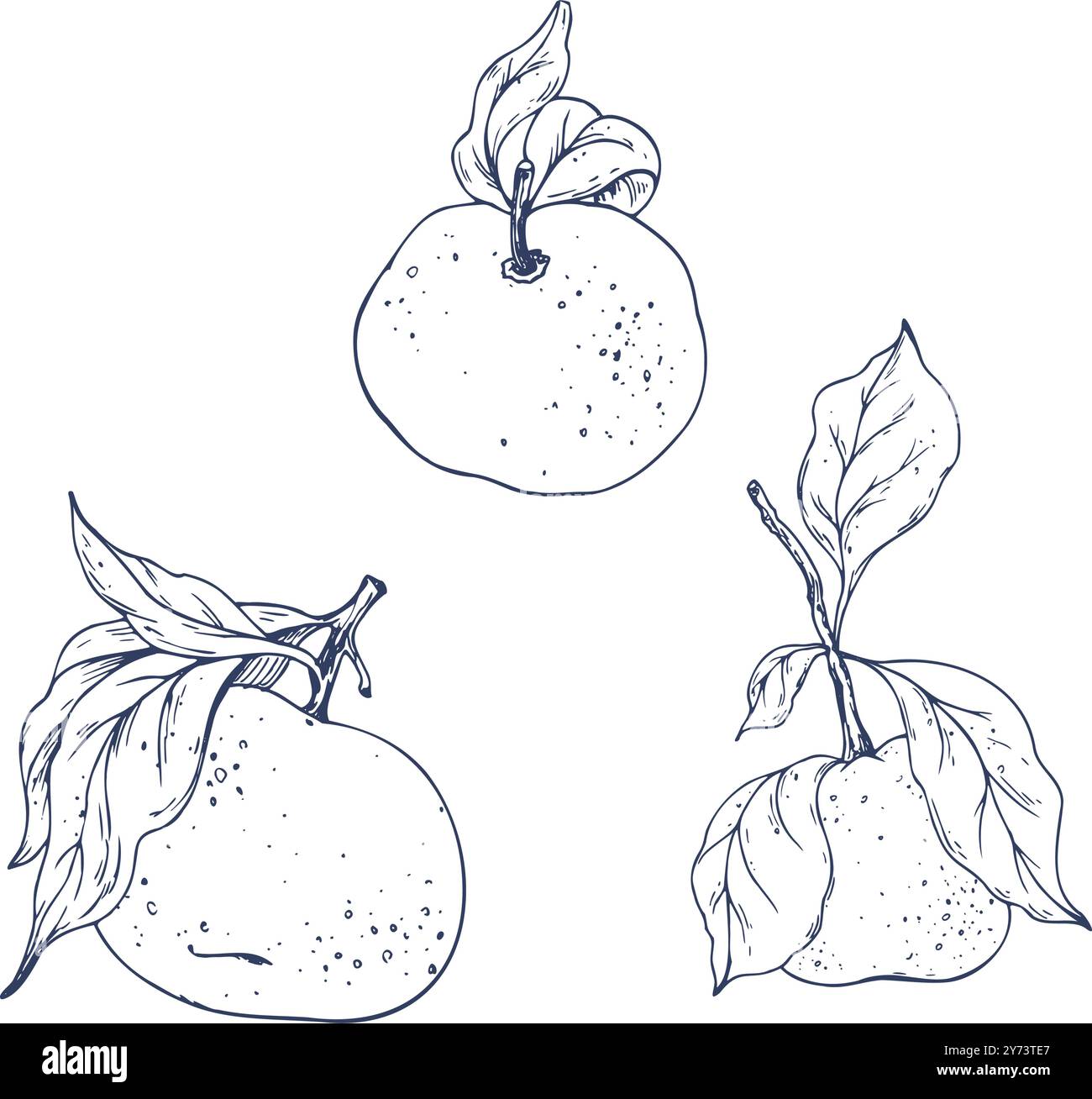 Tangerine foliage Stock Vector Images - Alamy