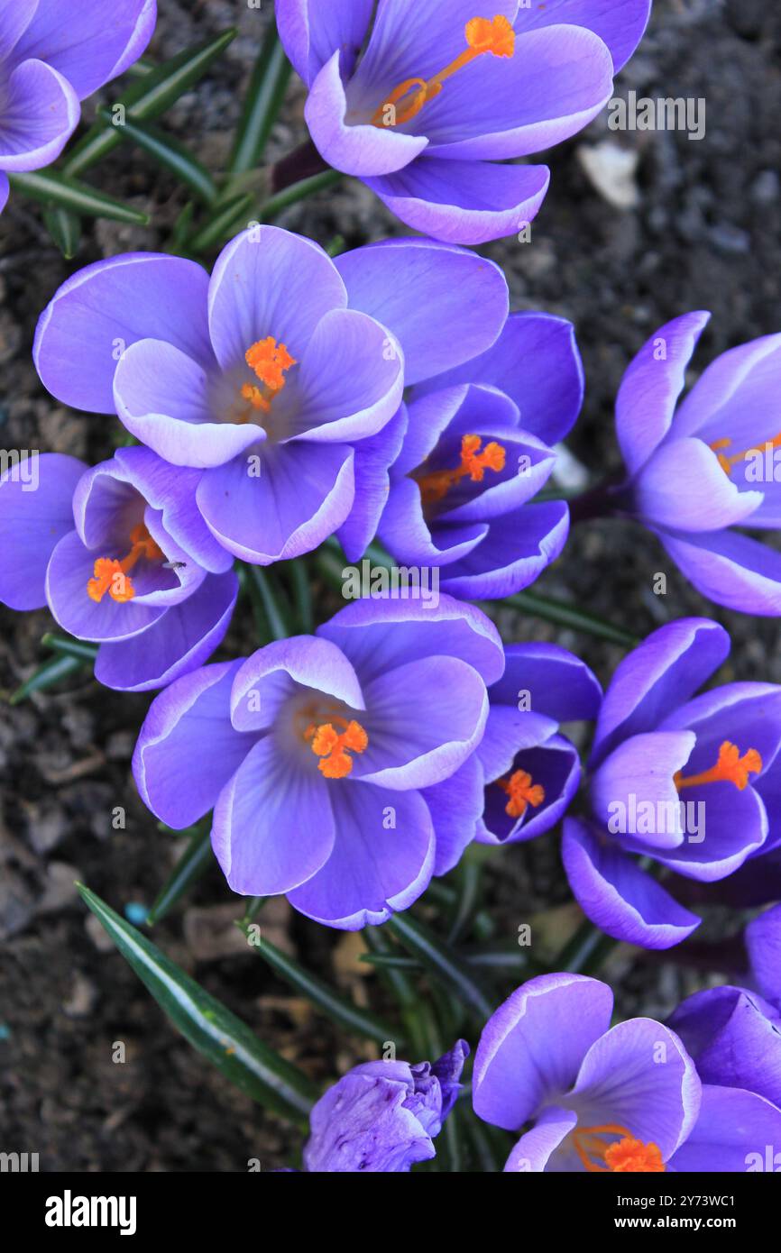 A cluster of violet crocuses in full bloom pictured from above Stock ...