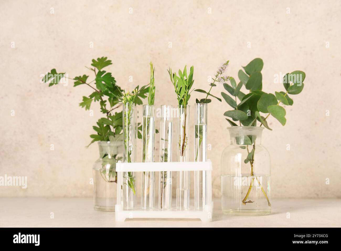 Laboratory glassware and test tubes with herbs on grunge beige ...