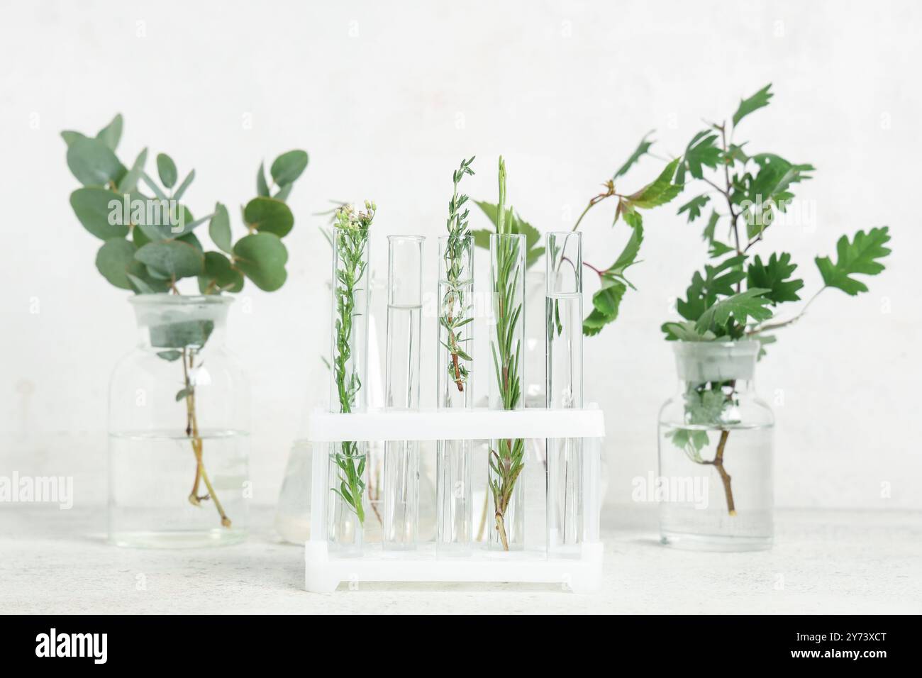 Laboratory glassware and test tubes with herbs on grunge white ...