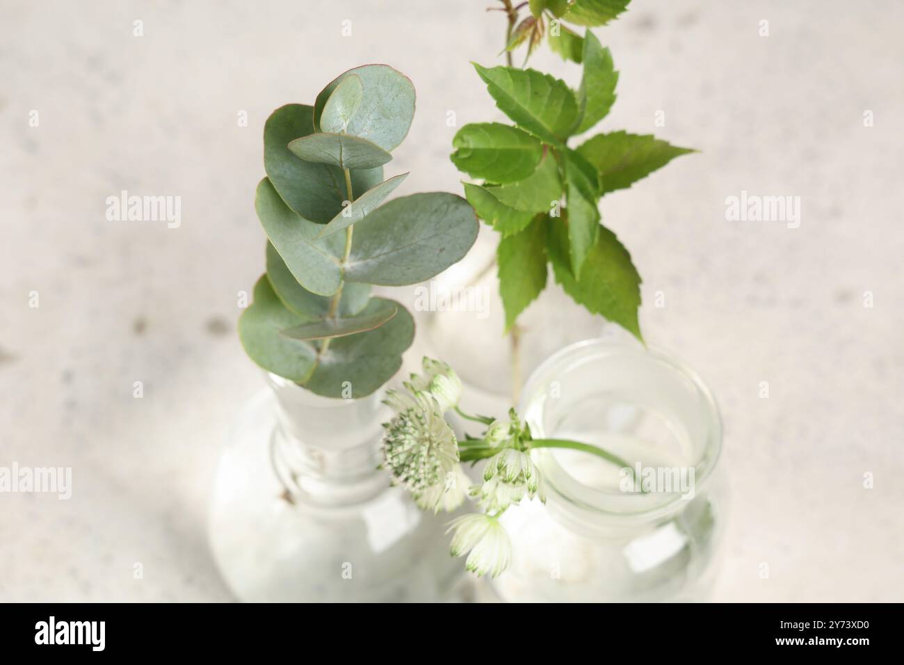 Laboratory glassware with herbs and plants on grunge white background ...