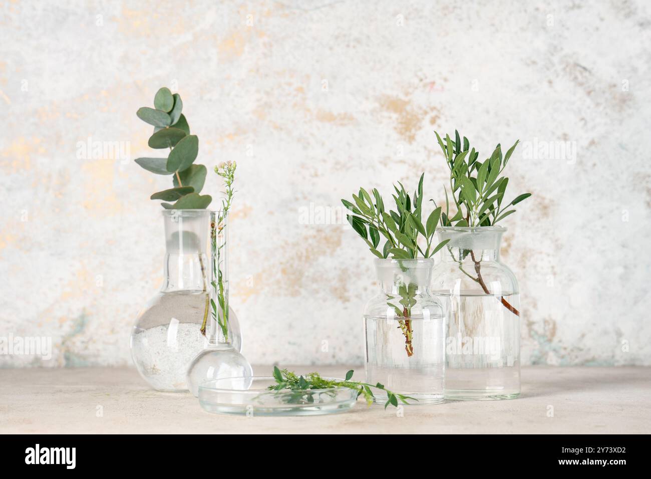 Laboratory glassware with herbs and plants on grunge beige background ...