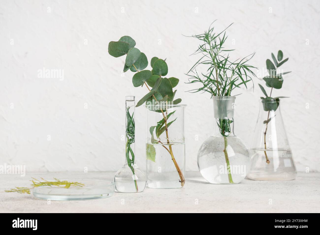 Laboratory glassware and Petri dish with plants on grunge white ...