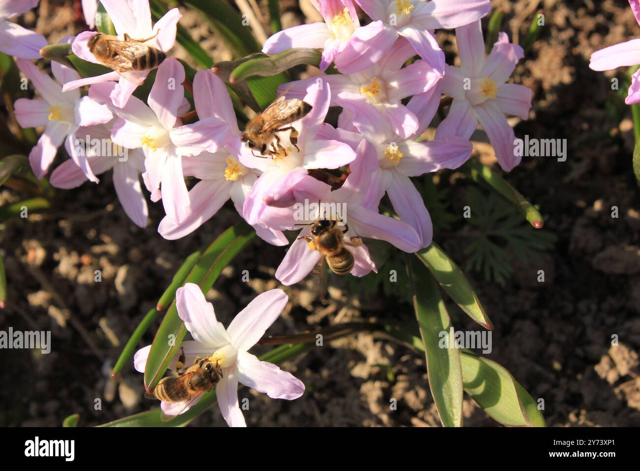 Busy bees collecting nectar from crocuses in the morning sun Stock ...