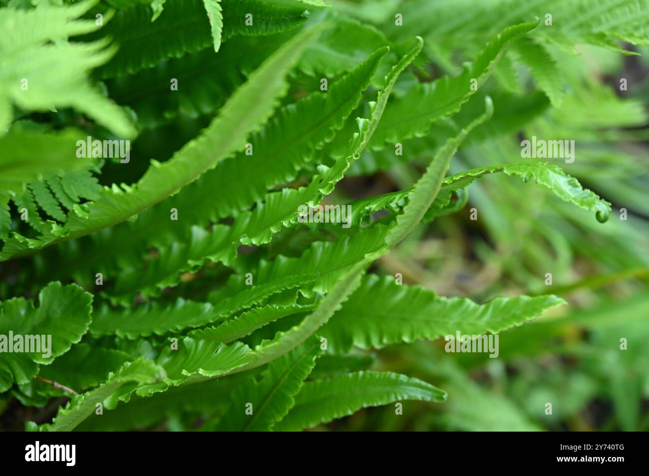 wavy fronds of Hart's tongue fern, Asplenium scolopendrium Crispum ...