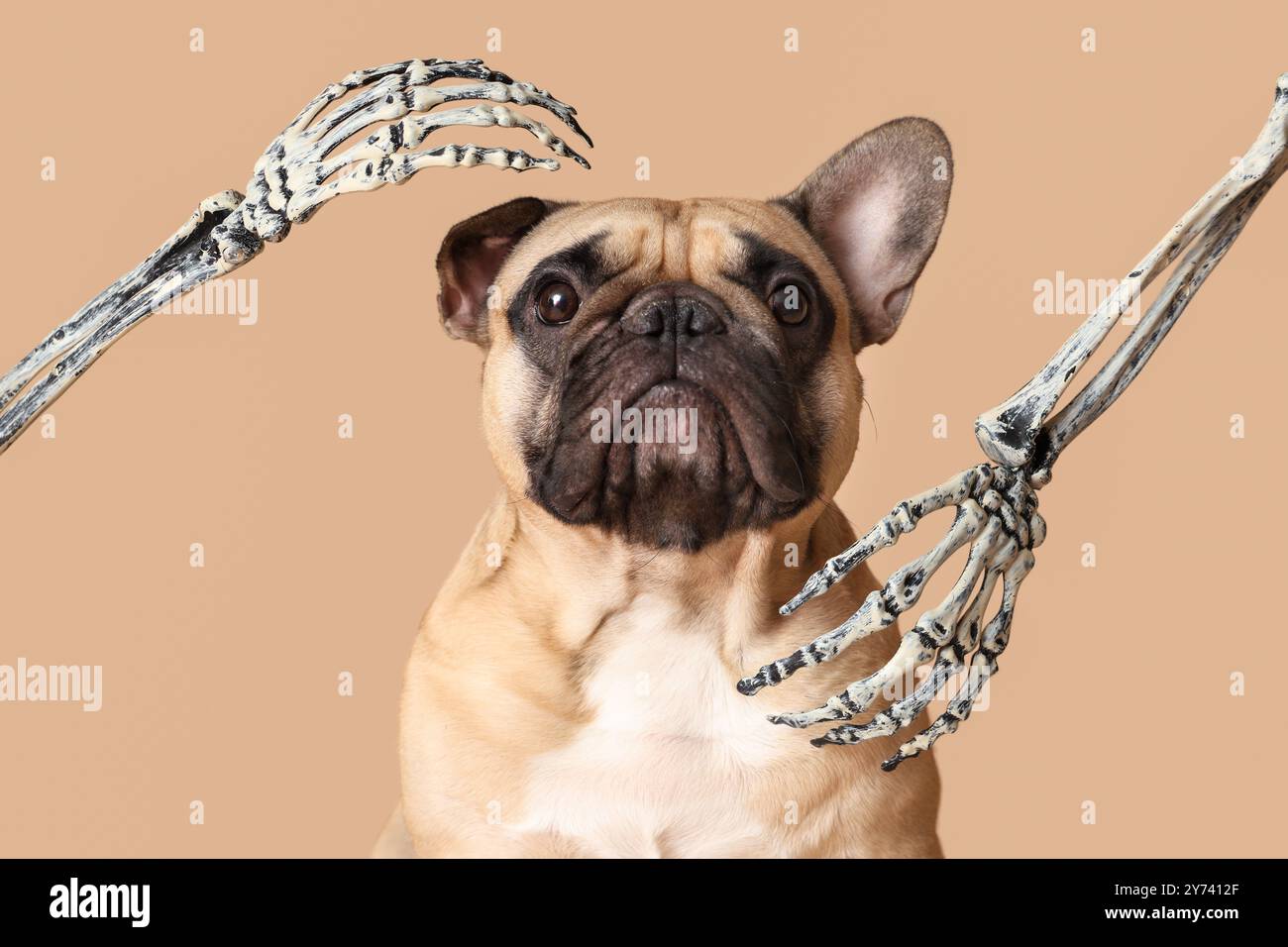 Cute French bulldog with Halloween skeleton hands on beige background ...