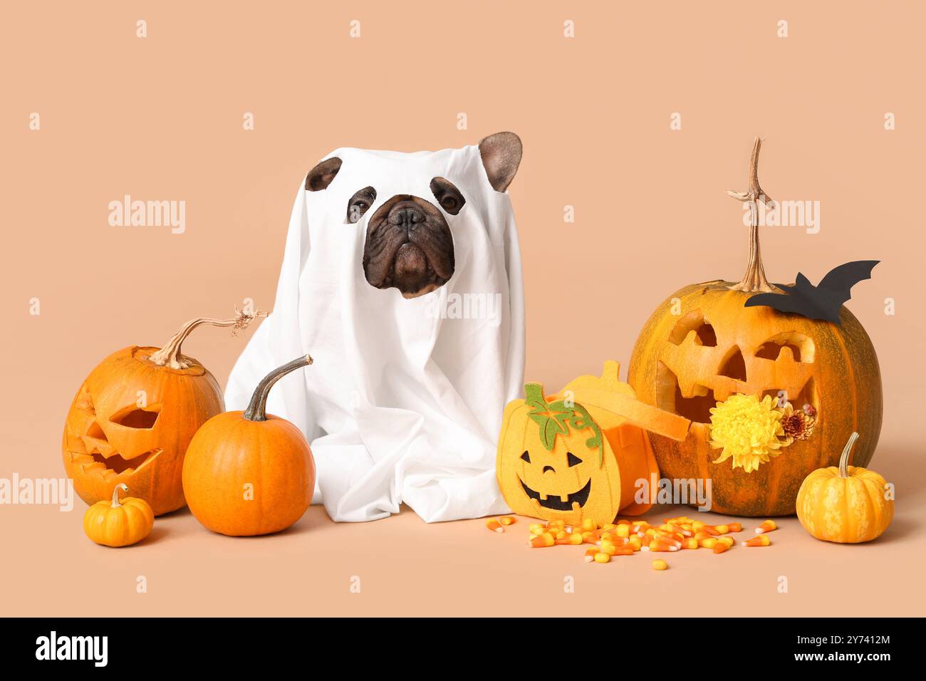 Cute French bulldog dressed as ghost with Halloween pumpkins and ...