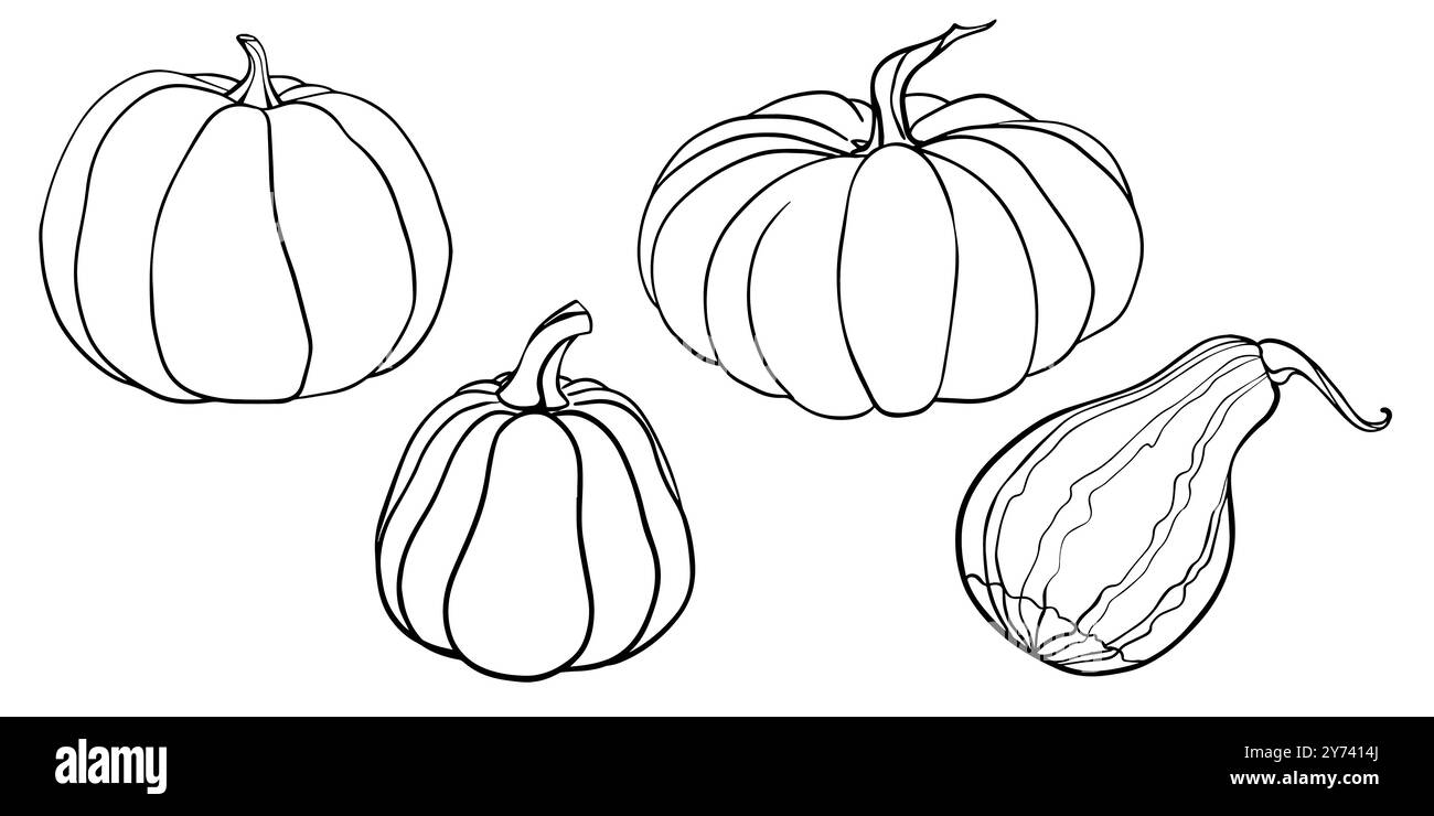 Set of Pumpkins in line art style. Graphics Vector illustration painted ...