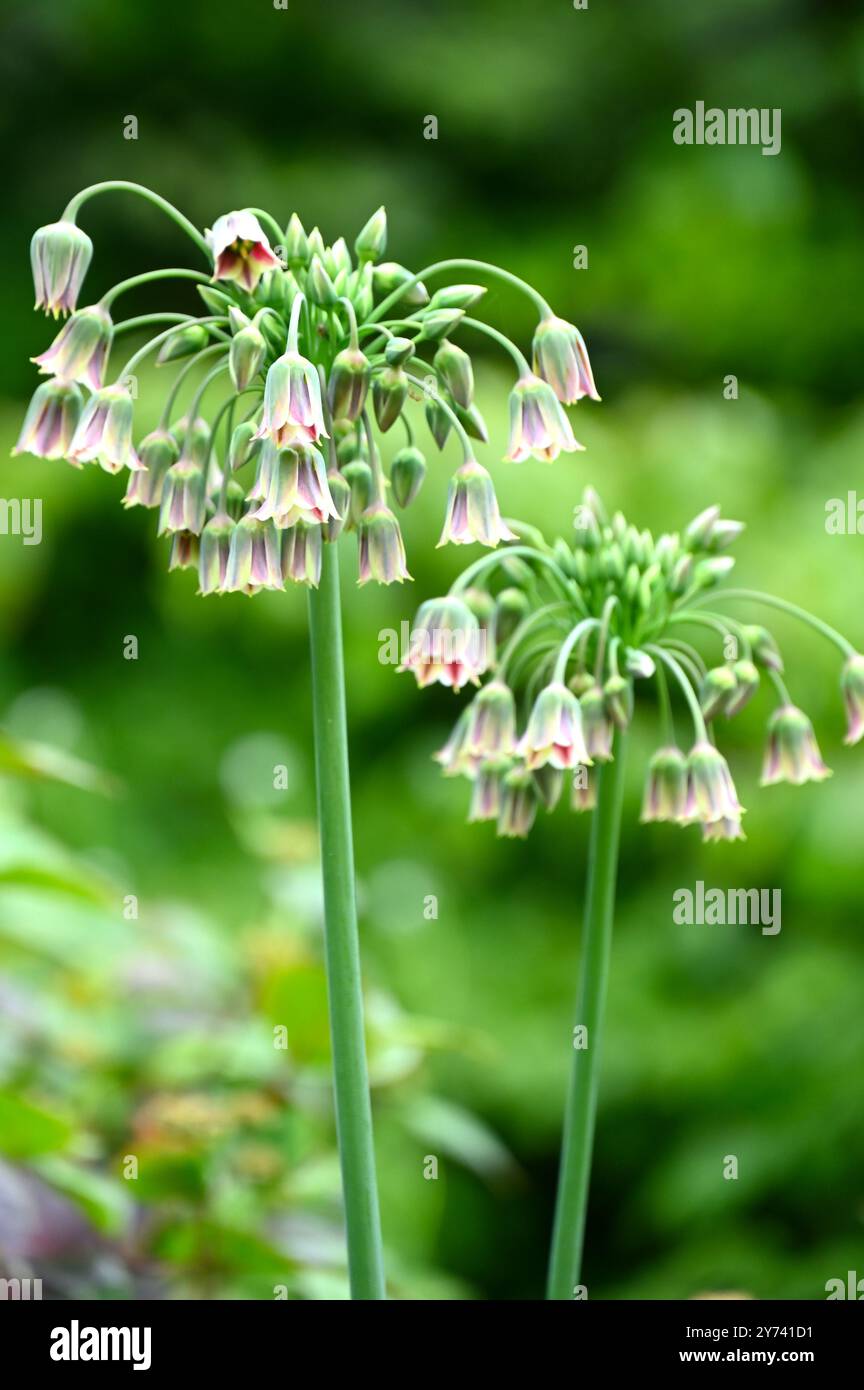 Unusual and subtle dangling spring flowers of Allium Siculum ...