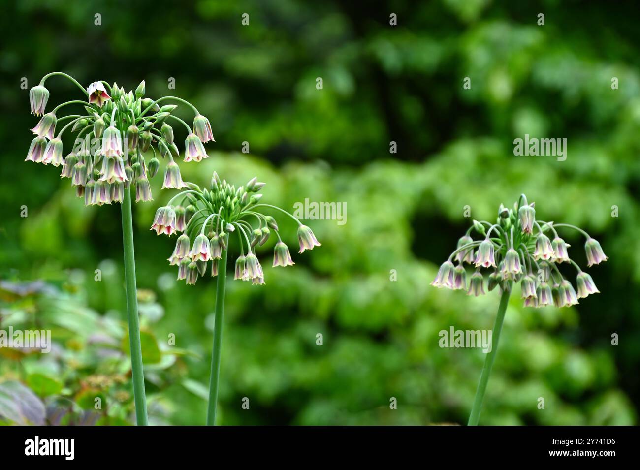Unusual and subtle dangling spring flowers of Allium Siculum ...