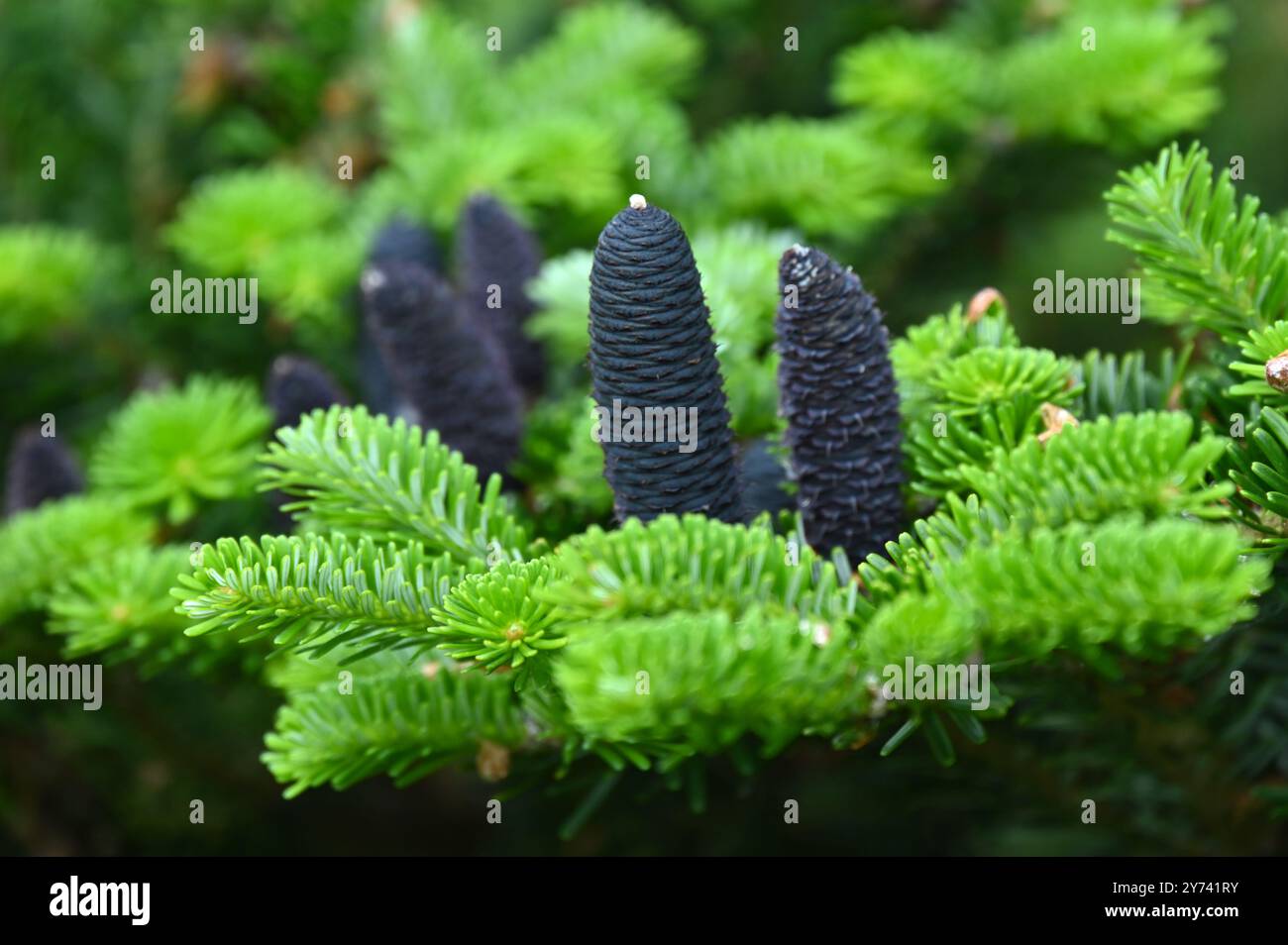 Blue spring cones and green foliage of Korean fir, Abies koreana in UK ...