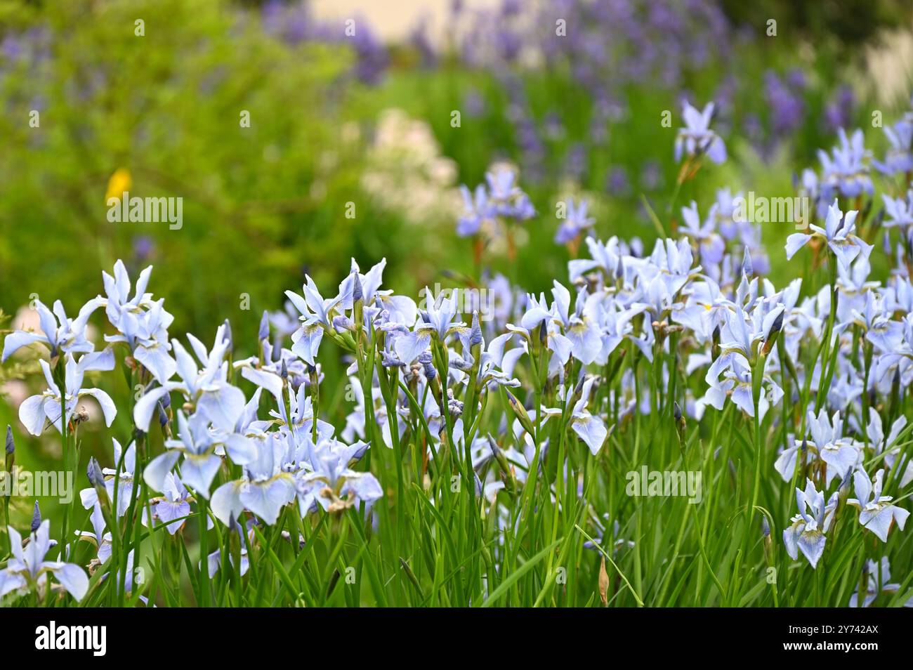 Blue spring flowers of Iris sibirica Perry's Blue UK garden May Stock ...
