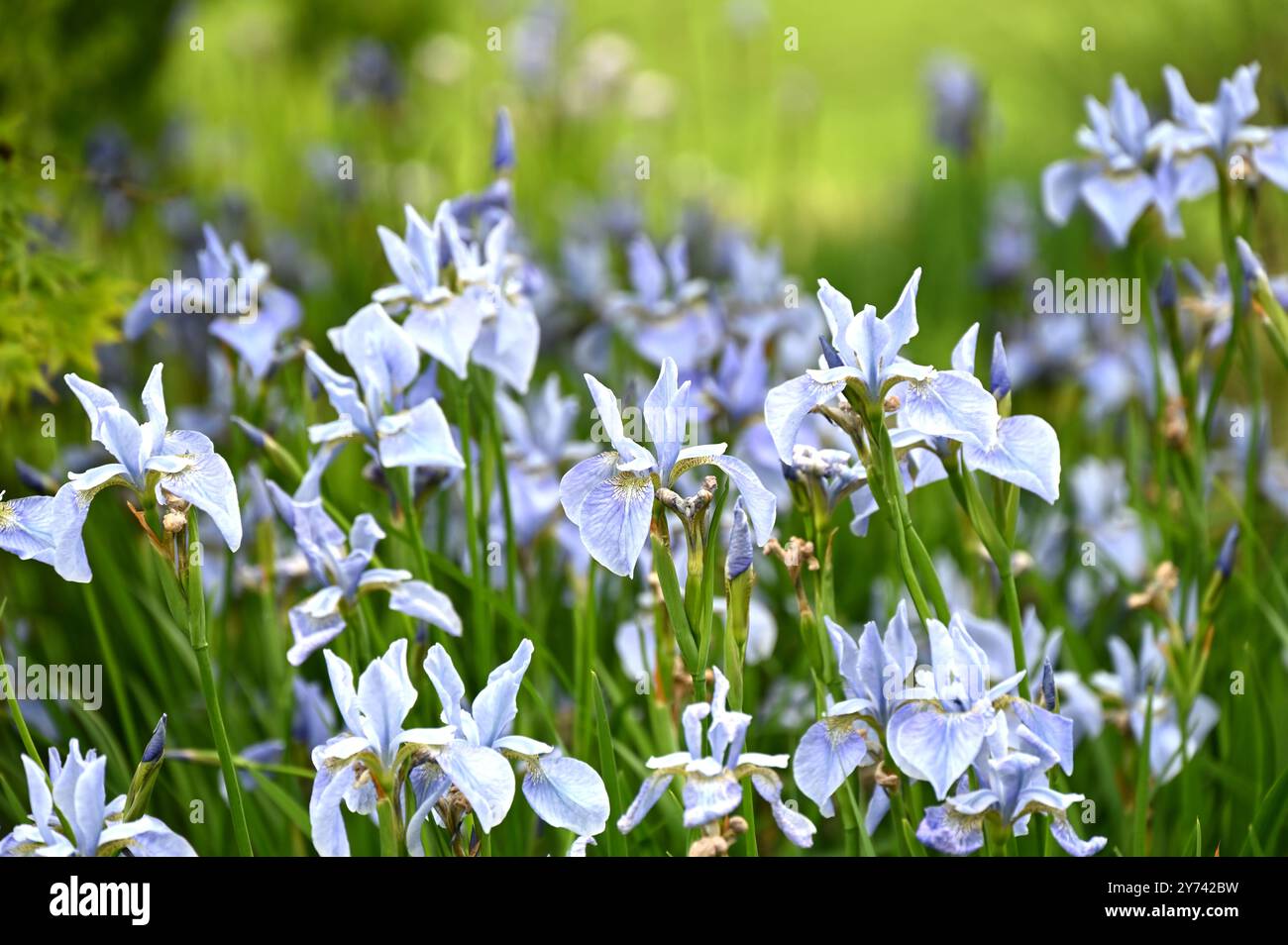 Blue spring flowers of Iris sibirica Perry's Blue UK garden May Stock ...