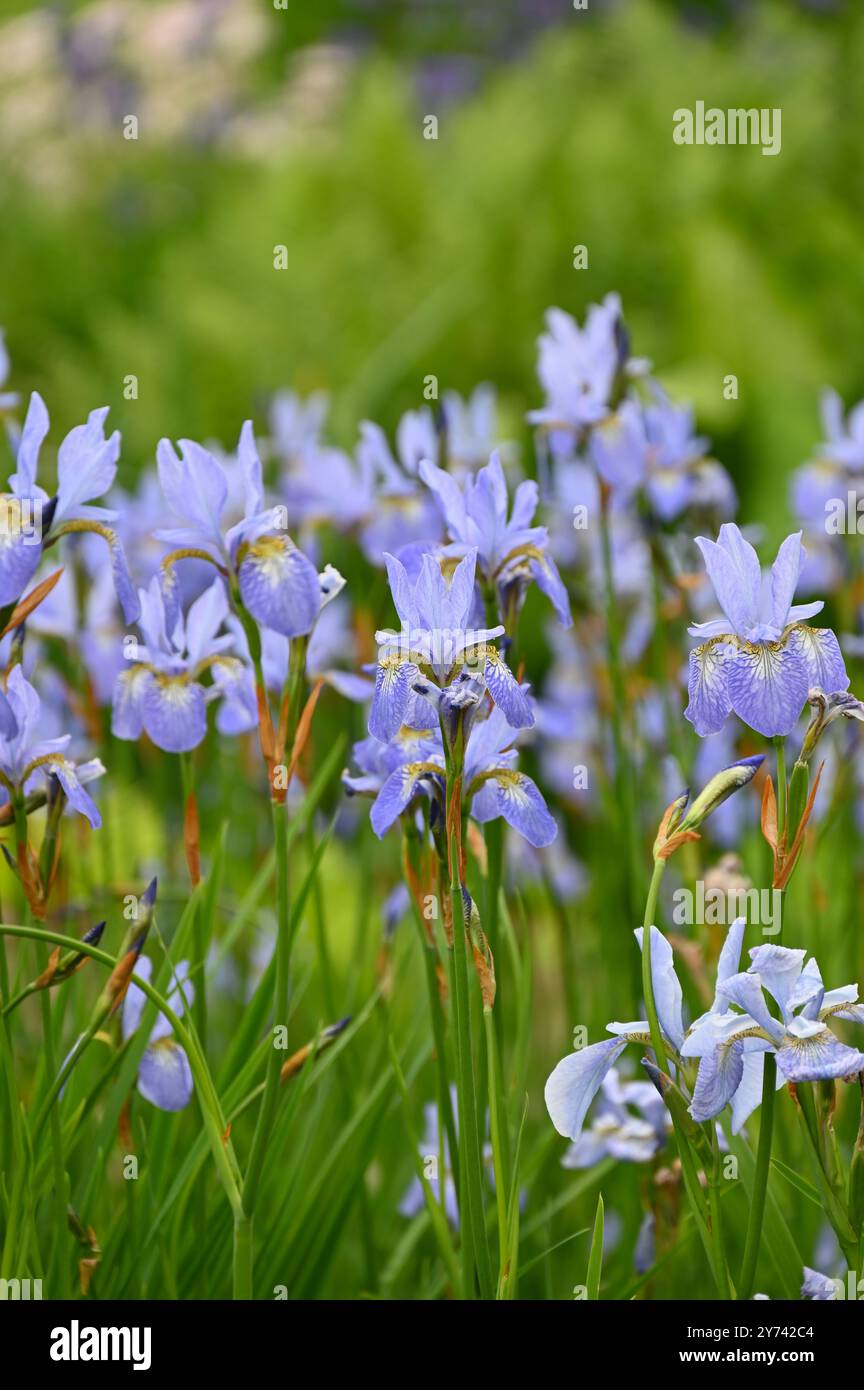 Blue spring flowers of Iris sibirica Perry's Blue UK garden May Stock ...