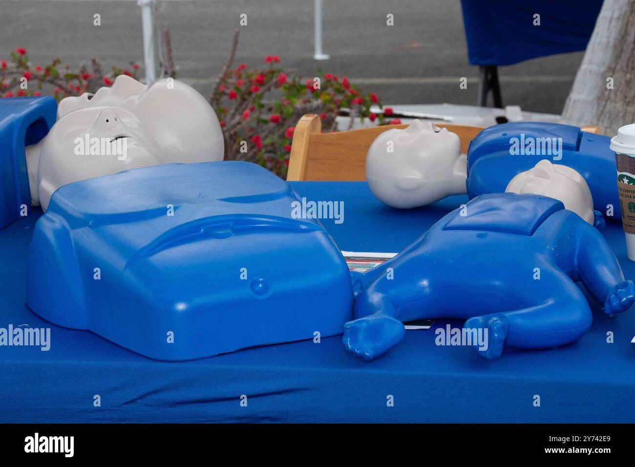CPR practice manikins for adults and babies at a Health Fair Stock ...