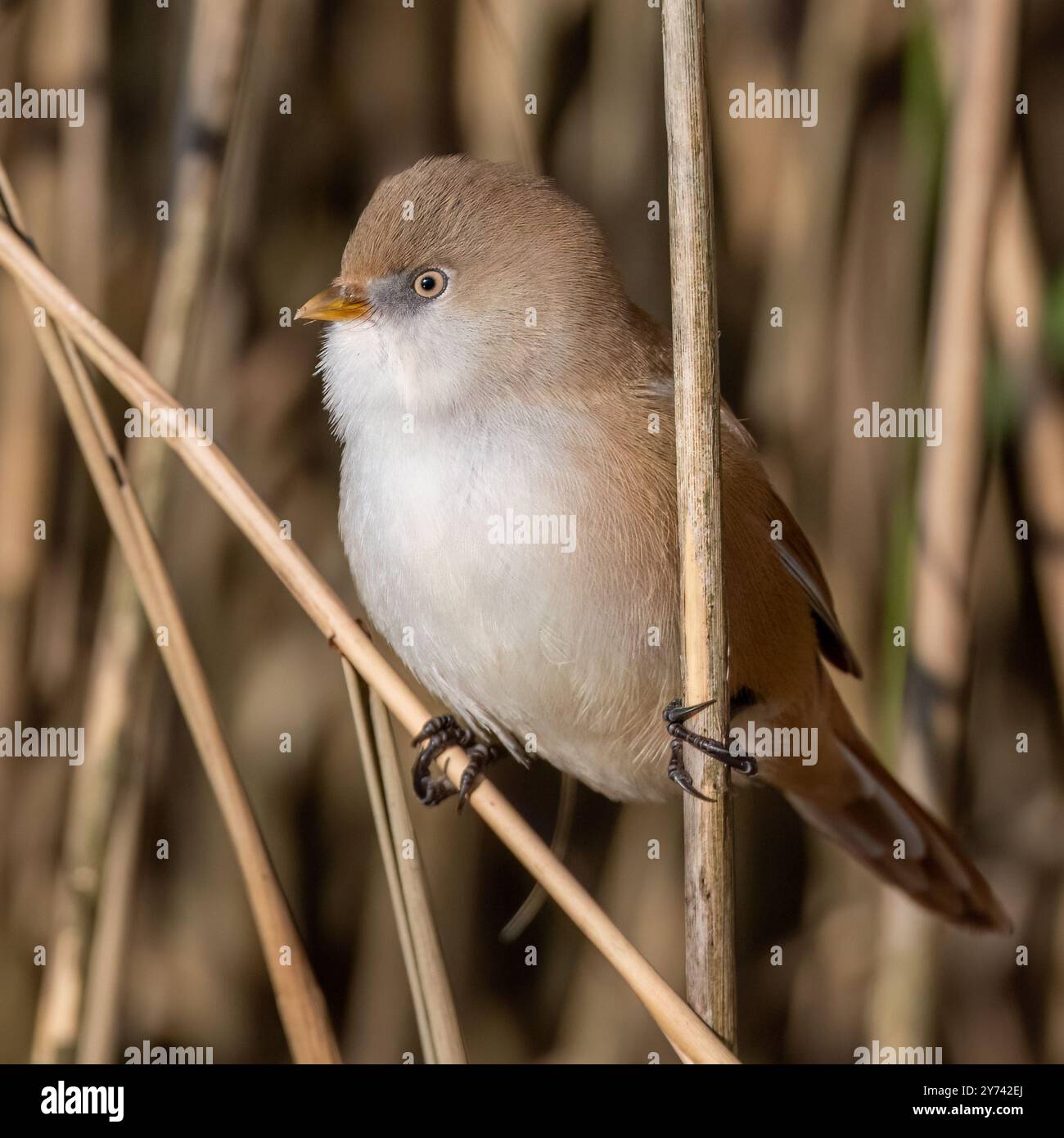 Bearded Tit (Reedling) Female Stock Photo - Alamy